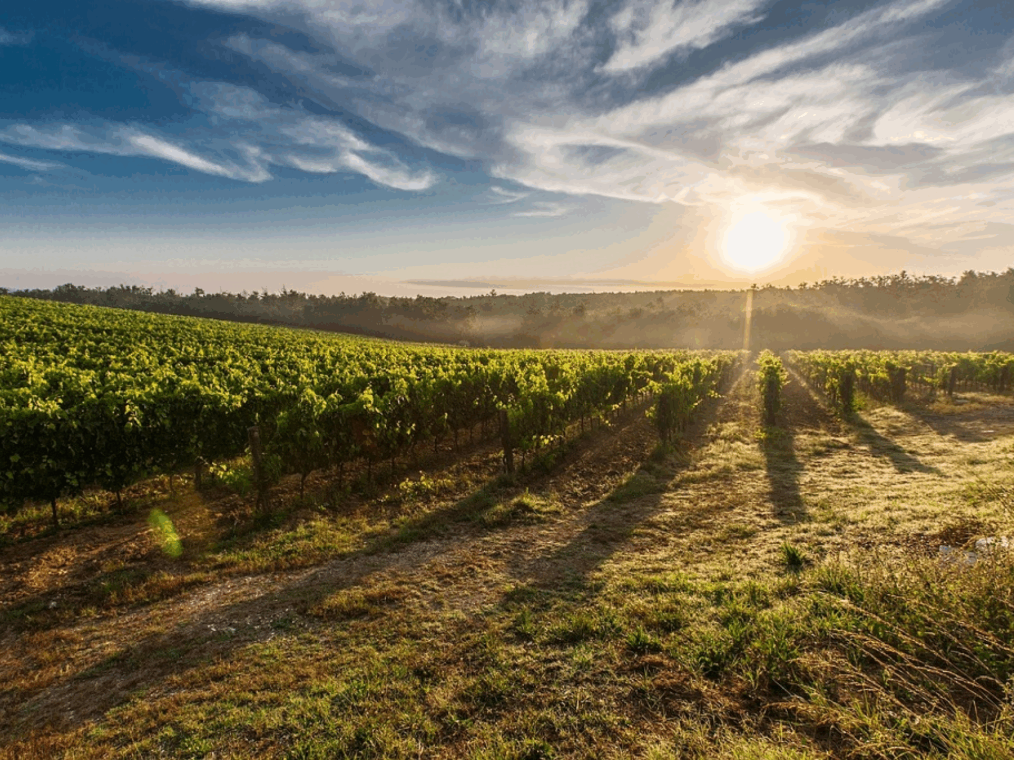 Vineyard of the Future Data Hub – AxisTech